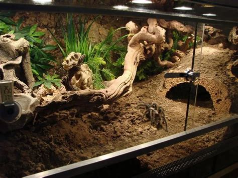 Tarantula Habitat 20 Awesome Tarantula Enclosures To Inspire You