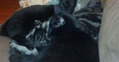 Stack Cats Is A Palindrome Imgur