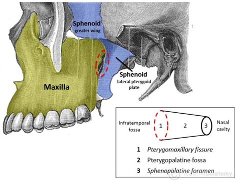 The Pterygopalatine Fossa Contents Openings Teachmeanatomy