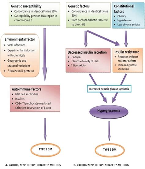 Diabetes Mellitus Type 1 Pathophysiology