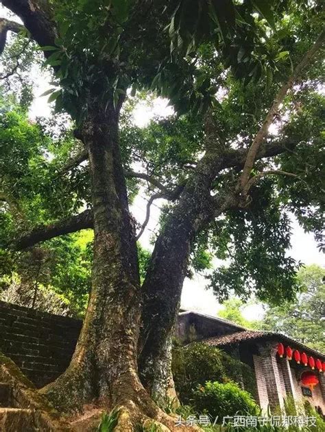 驕傲廣西陸川縣這頭100多年大樹評為廣西最美古樹第一名 每日頭條