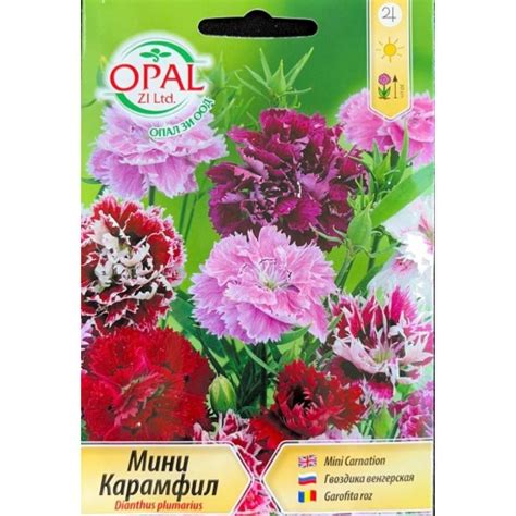 Мини Карамфил Semka Bg