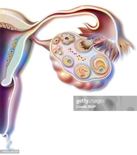 Ovulation High Res Illustrations Getty Images