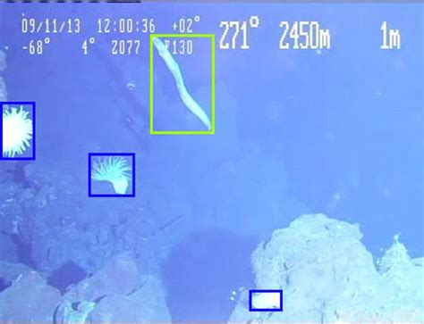 An Image AI Dataset For Deep Sea Organism Detection JAMSTEC E Library