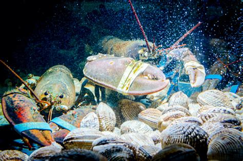 다채로운 가재 판매 레스토랑에서 수족관 내부 조개와 바다 갑각류 0명에 대한 스톡 사진 및 기타 이미지 0명 갈고리 발톱 감금 상태 Istock