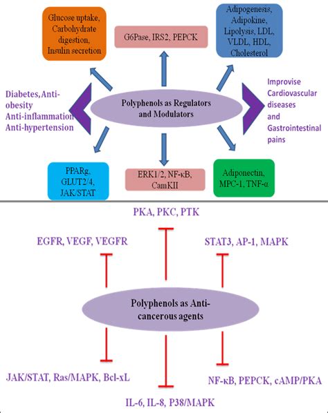 Classification Of Polyphenols Encyclopedia Mdpi