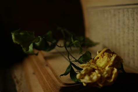 거친 건조한 고요한 골동품 꽃 장식 독서하는 드라이플라워 디자인 요소 따뜻한 음색 러스틱 문학 문호 미니멀리스트 베이지 부드러운 부드러운 빛