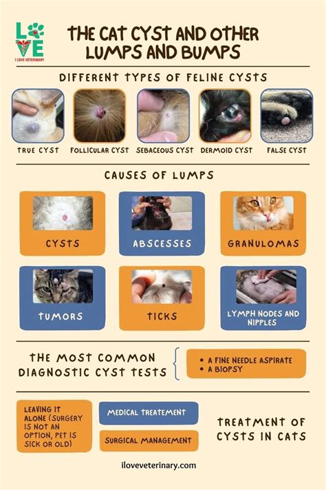 Sebaceous Cyst Cat At Kevin Davidson Blog