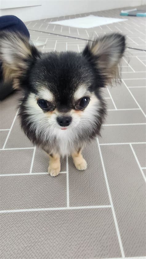 장모단모 치와와 성격 차이와 수명털빠짐 알려드림 네이버 블로그