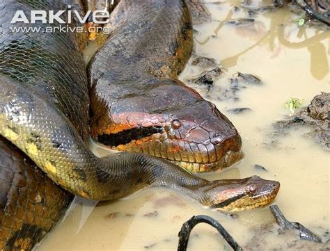 Synapse Science Magazine Kings Of The New World 2 The Green Anaconda