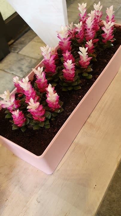 그림같은 동영상 ㅡ 다육이 사랑 선인장 꽃 이쁨 Youtube