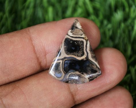 Fossilized Palm Tree Etsy