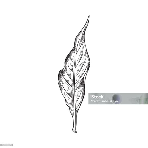 단색 스케치 스타일의 월계수 잎 흰색 배경에 분리된 손으로 그린 벡터 그림 조각 질감을 가진 베이 월계수 천연 식물 향기로운 허브의 복고풍 그림입니다 검은색에 대한 스톡