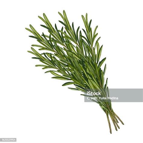 향기로운 허브 로즈마리 가지 손으로 그린 스케치 스타일 그림 격리 로즈마리에 대한 스톡 벡터 아트 및 기타 이미지 로즈마리