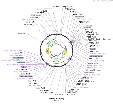 Addgene Pcdna31 33xflag