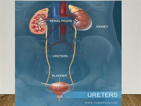 Solution Ureter Anatomy Of The Ureters Pelvic Explanation With Pictures Faculty Of Medicine