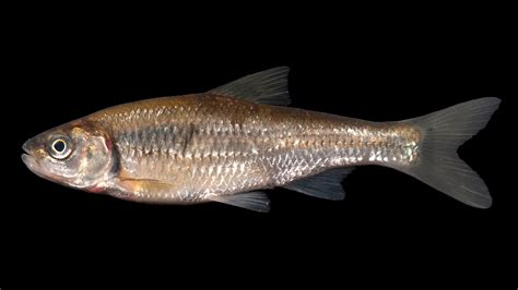 About Common Shiner Maryland Biodiversity Project