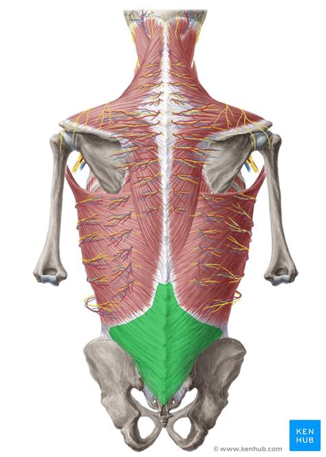 Thoracolumbar Fascia