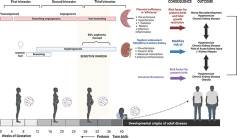 Frontiers Developmental Origins Of Disease Highlight The Immediate Need For Expanded Access To