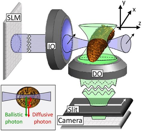 Sketch Of The Microscope A Spatial Light Modulator Slm In The Download Scientific Diagram