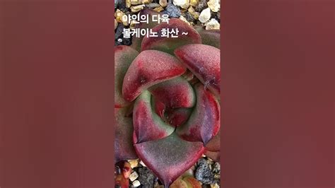 볼케이노 화산 통통 짙은 물듬 ~ 파종이 실생 다육 다유기 다육이 다육식물 반려식물 다육판매 다육이판매 다육이