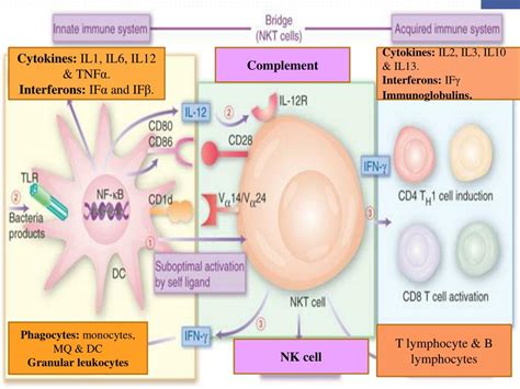 Ppt Antigens Immunogens Epitopes And Haptens Powerpoint