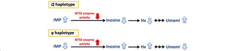 Proposed Model For The Difference Of Ecto 5′ Nucleotidase Nt5e Enzyme Download Scientific