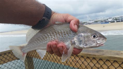 About Atlantic Croaker Maryland Biodiversity Project