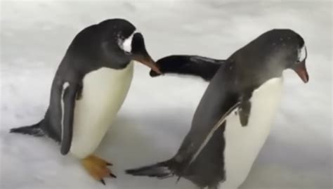 Gay Penguin Parenthood Stories Ruffle Some Conservative Feathers Global Voices
