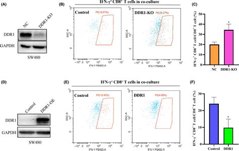 Ddr1 Functions As An Immune Negative Factor In Colorectal Cancer By
