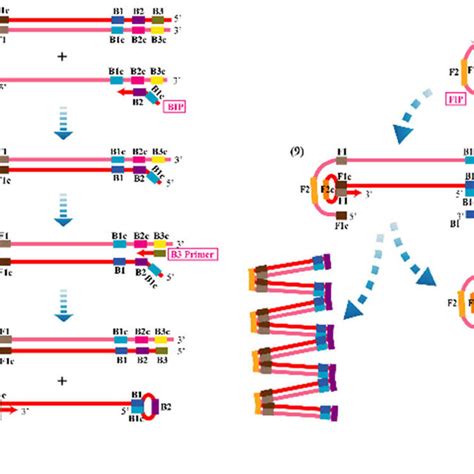 The Schematic Diagram Of Rt Lamp For Rna Detection At The Initial Download Scientific Diagram
