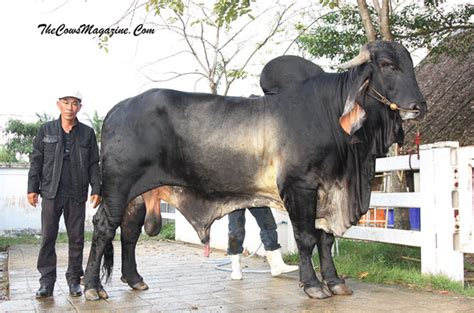 คนเลี้ยงวัว วัวเลี้ยงคน