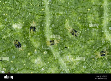 Tetranychus Urticae Tetranychidae Red Spider Mite Or Two Spotted