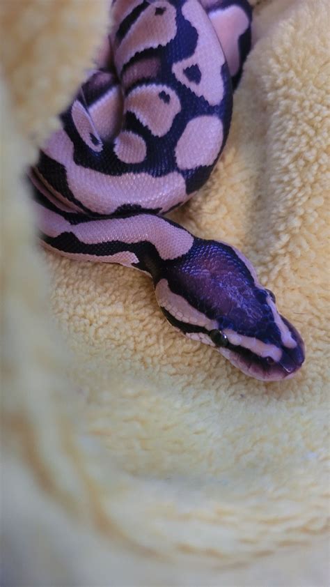 Desert Ball Python