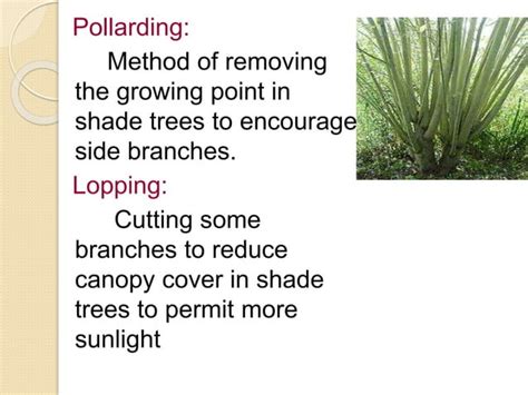 Pruning In Horticultural Crops Pptx Gardening Home And Garden
