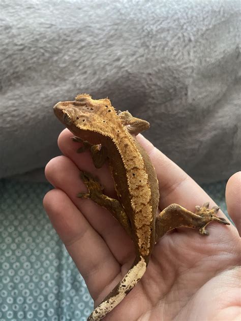 Whats Aspens Morph And Sex Rcrestedgecko