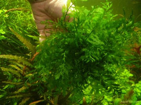 Папоротник Болбитис Геделоти"компакт" (Bolbitis heudelotti"kompakt ...