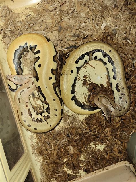 Mighty Morphin Python Regius Houston We Have Ovulation Disco Yb Excited To See Who The Daddy