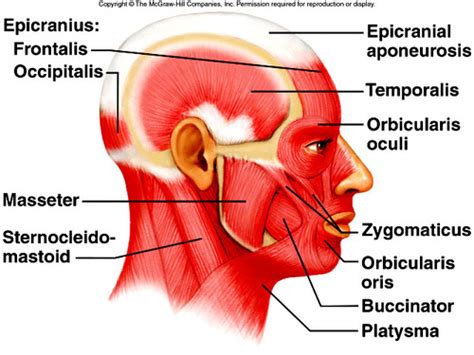 Epicranius Frontalis
