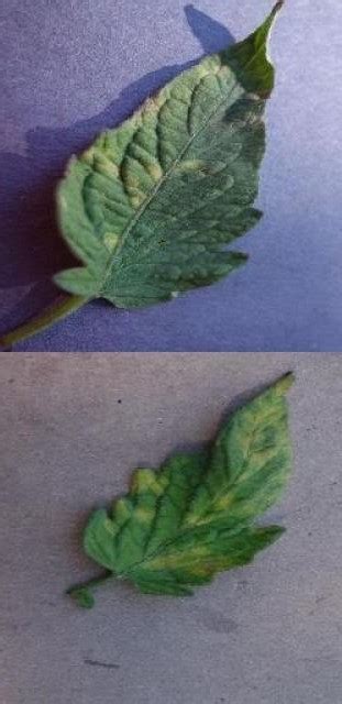 FYP CROP Object Detection Dataset By FYP