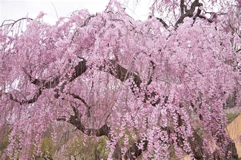 Asian Cherry Blossom Flower