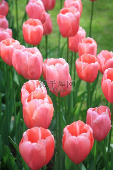 粉色郁金香高清摄影大图 千库网