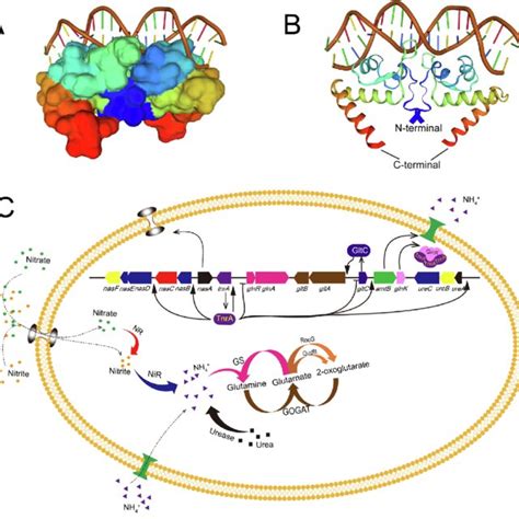 The Structure Of Dimer Tnra And Dna Complex And Its Regulated Target