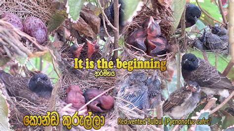 It Is The Beginning ආරම්භය 🪺 🐣 🐦 කොන්ඩ කුරුල්ලා Red Vented Bulbul Pycnonotus Cafer Youtube