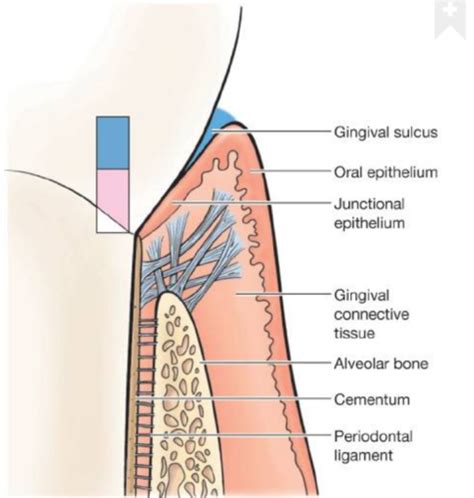 Unit 1 Flashcards Quizlet Unit 1 Flashcards Quizlet