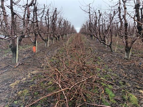 Cherry Tree Pruning In Images Smartcherry