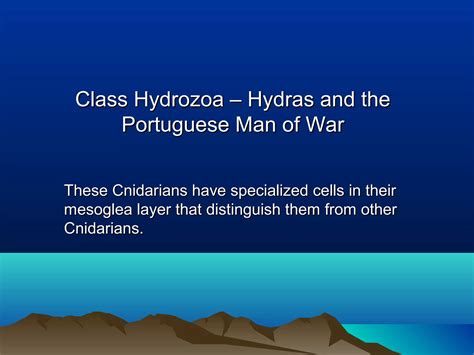 Class Scyphozoa Notes Ppt