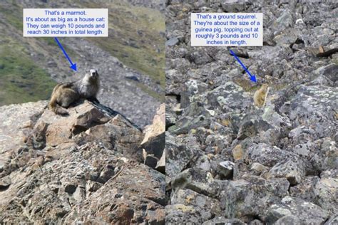 Marmot Vs Ground Squirrel How To Tell The Difference Hiking Alaska With Lisa Maloney