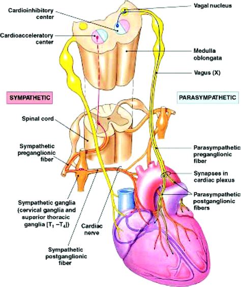 Parasympathetic Nervous System