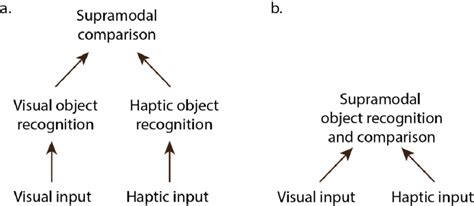 Schematized Illustration Of Alternative Hypotheses A Late Convergence Download Scientific